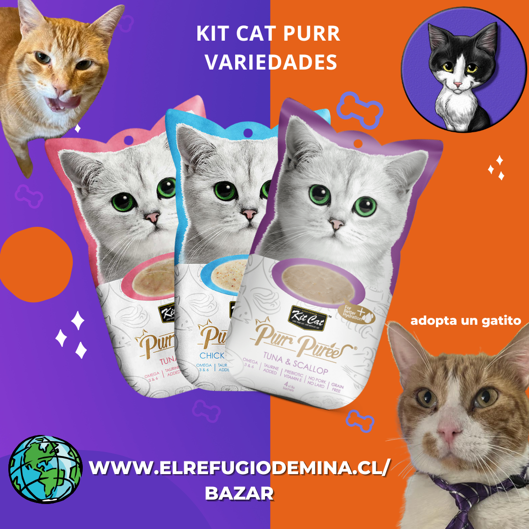 Kit cat purr pack 12 unidades sabores surtidos